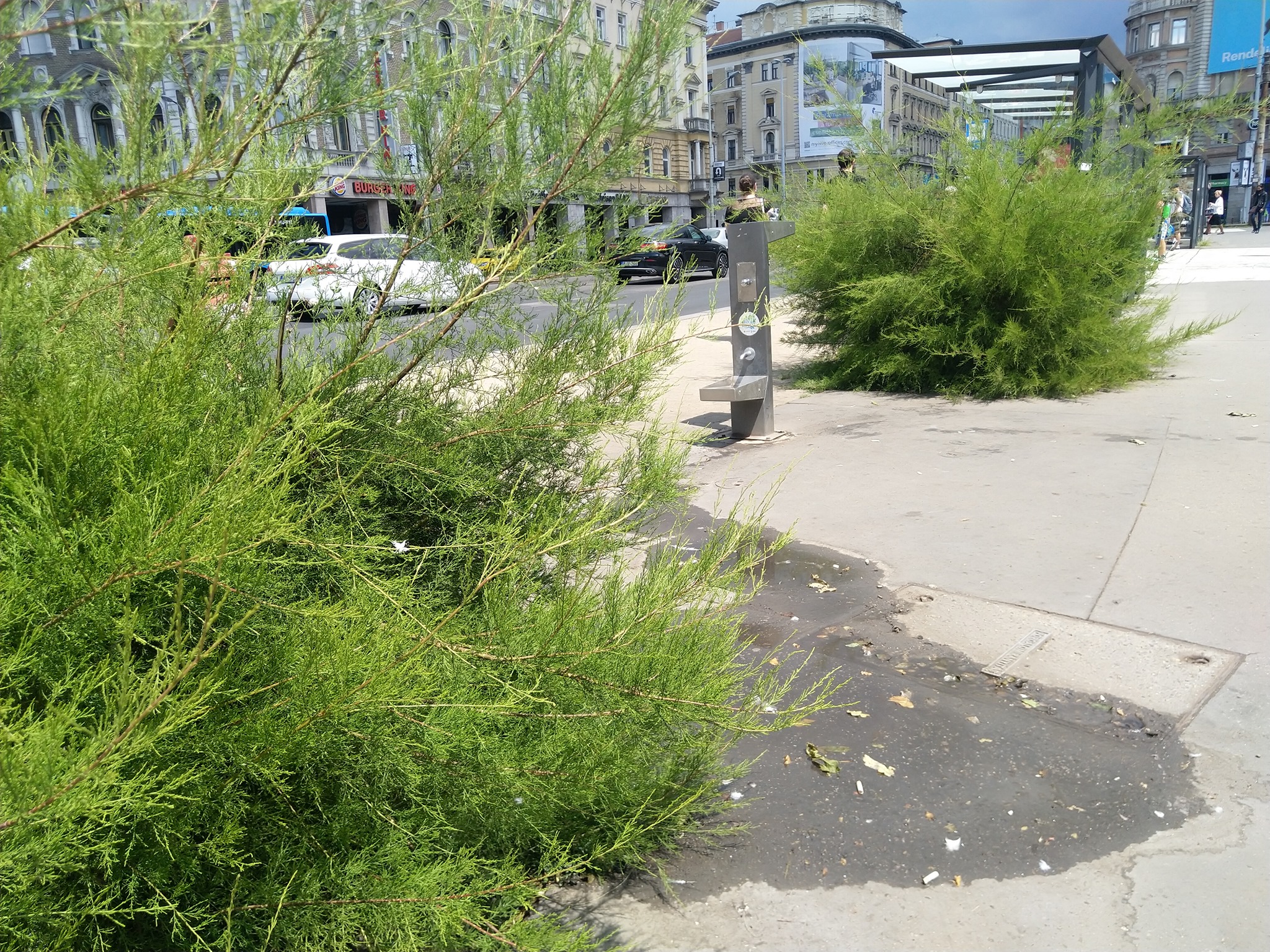 A blahai bokormenekültek története – Így próbáltuk megmenteni az ...